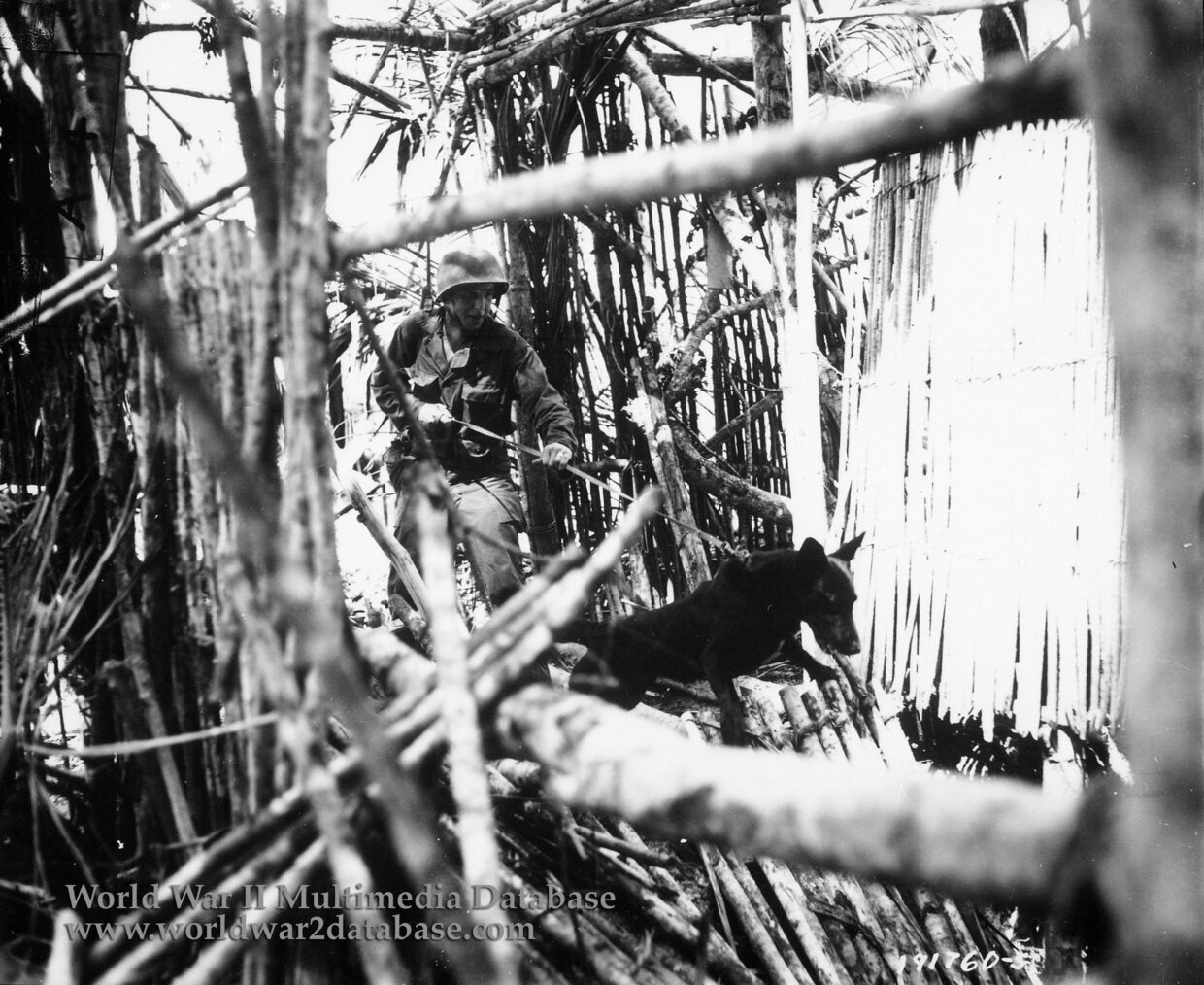26th QMC War Dog Platoon on Biak – The World War II Multimedia Database